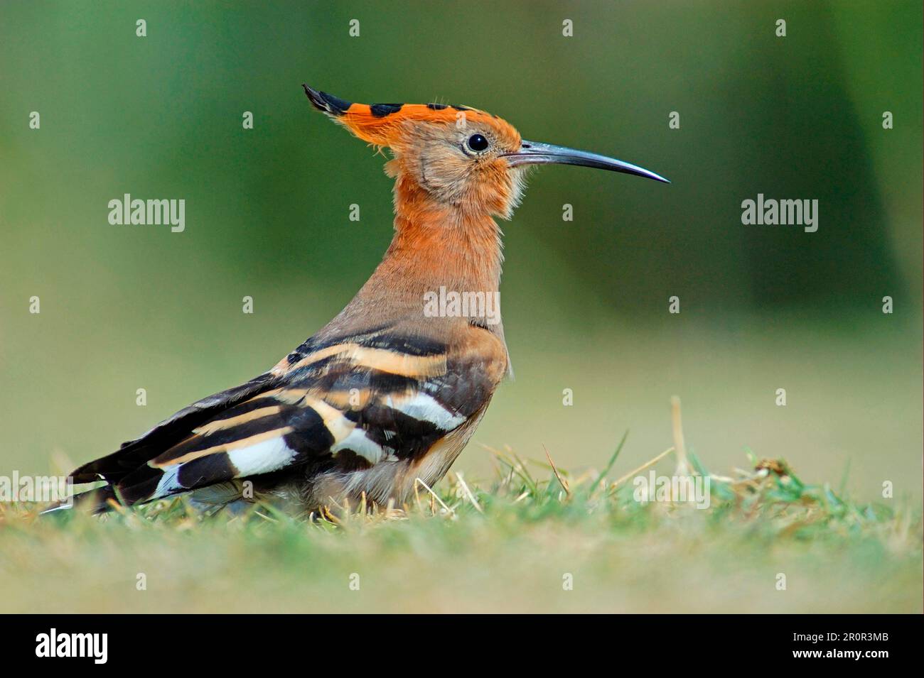 Upupa africana Hoopoe, animals, birds Hoopoe (Upupa epops africana ...