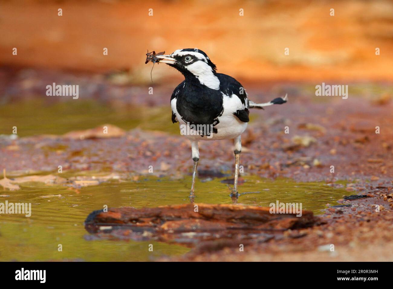 Australian magpie lark feeding hi-res stock photography and images - Alamy