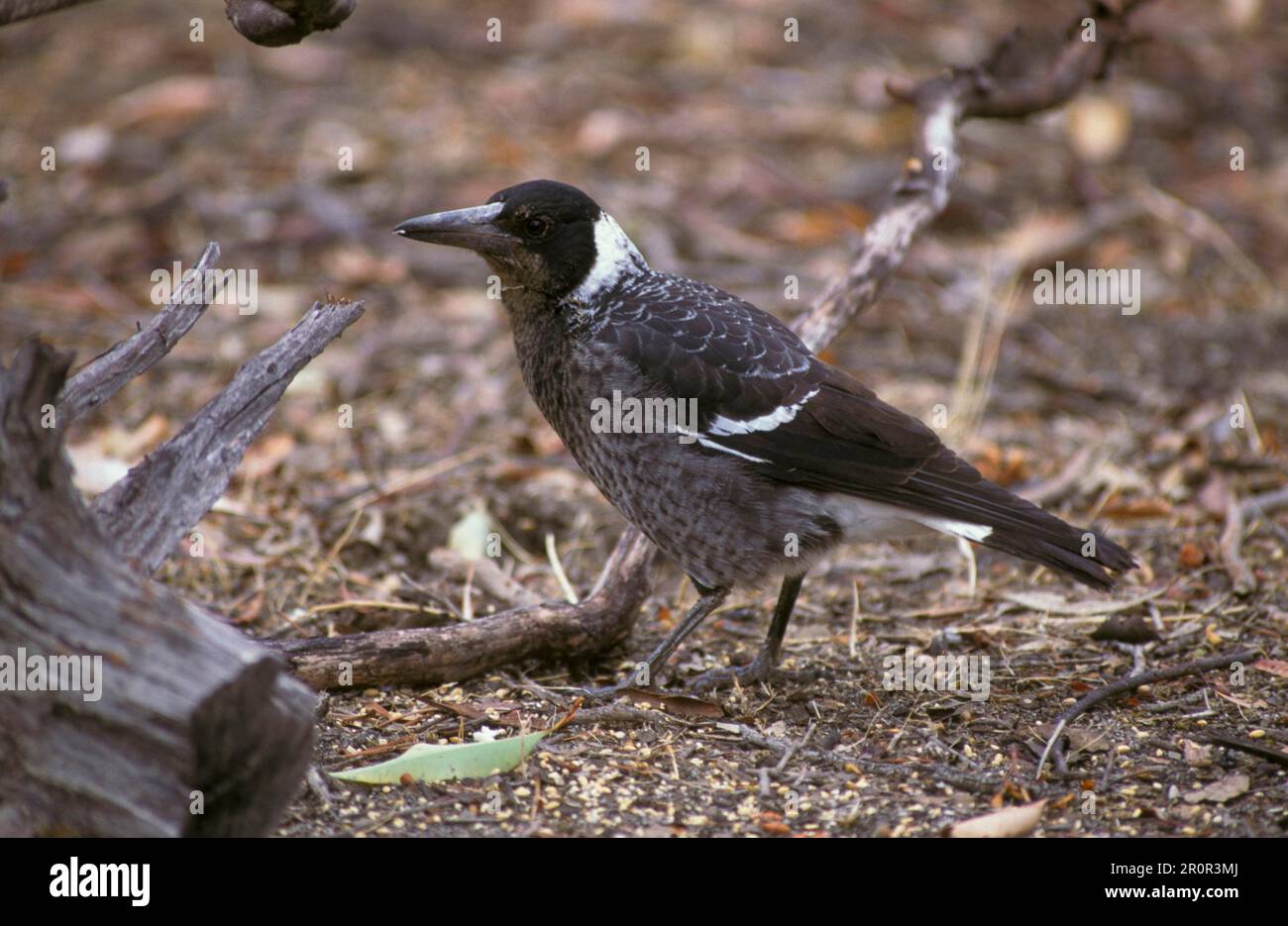 Australian Magpie (Gymnorhina tibicen) (Black backed) Standing on ...