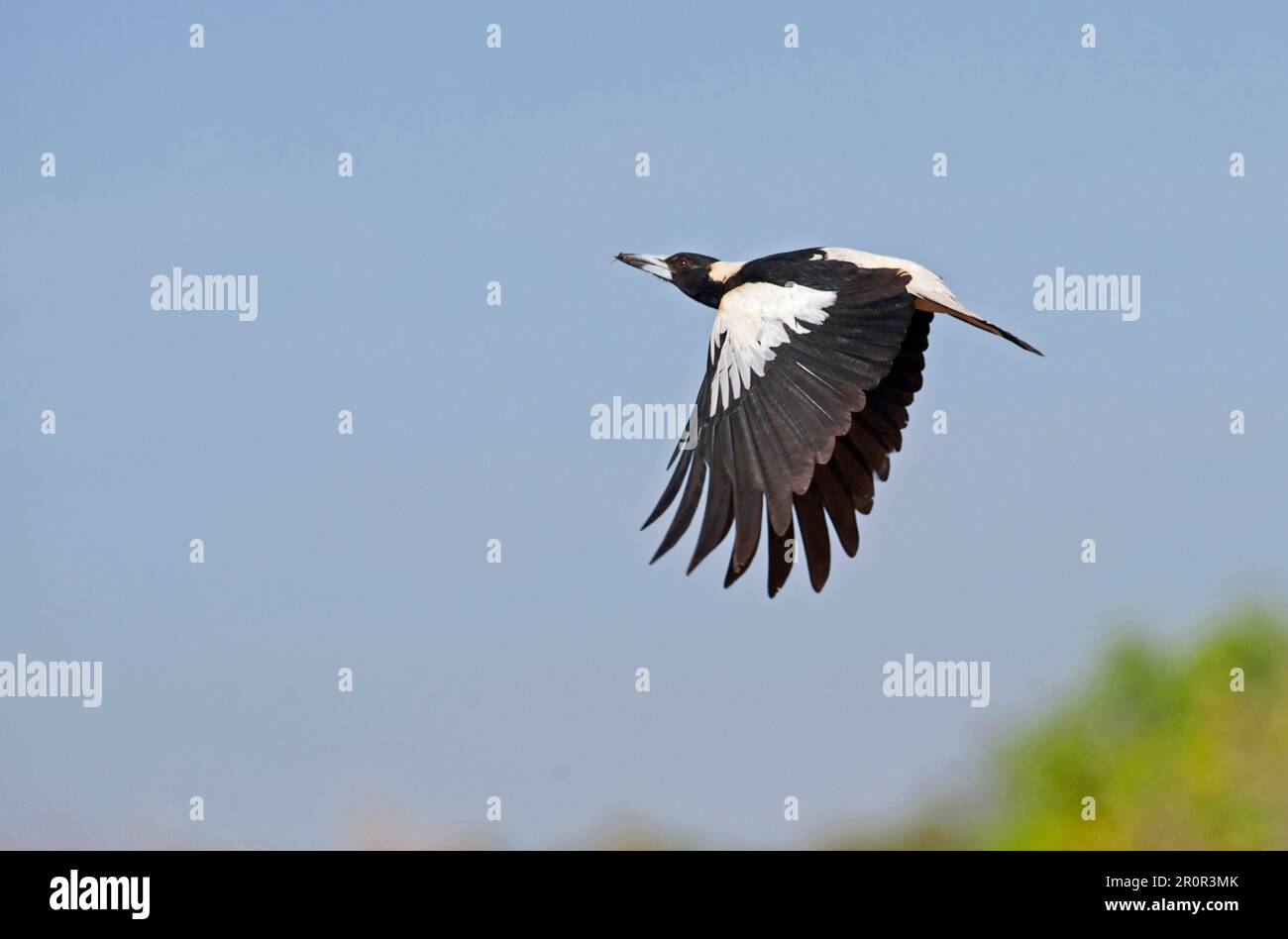 Australian Magpie (Gymnorhina tibicen) (Black backed) Standing on ...