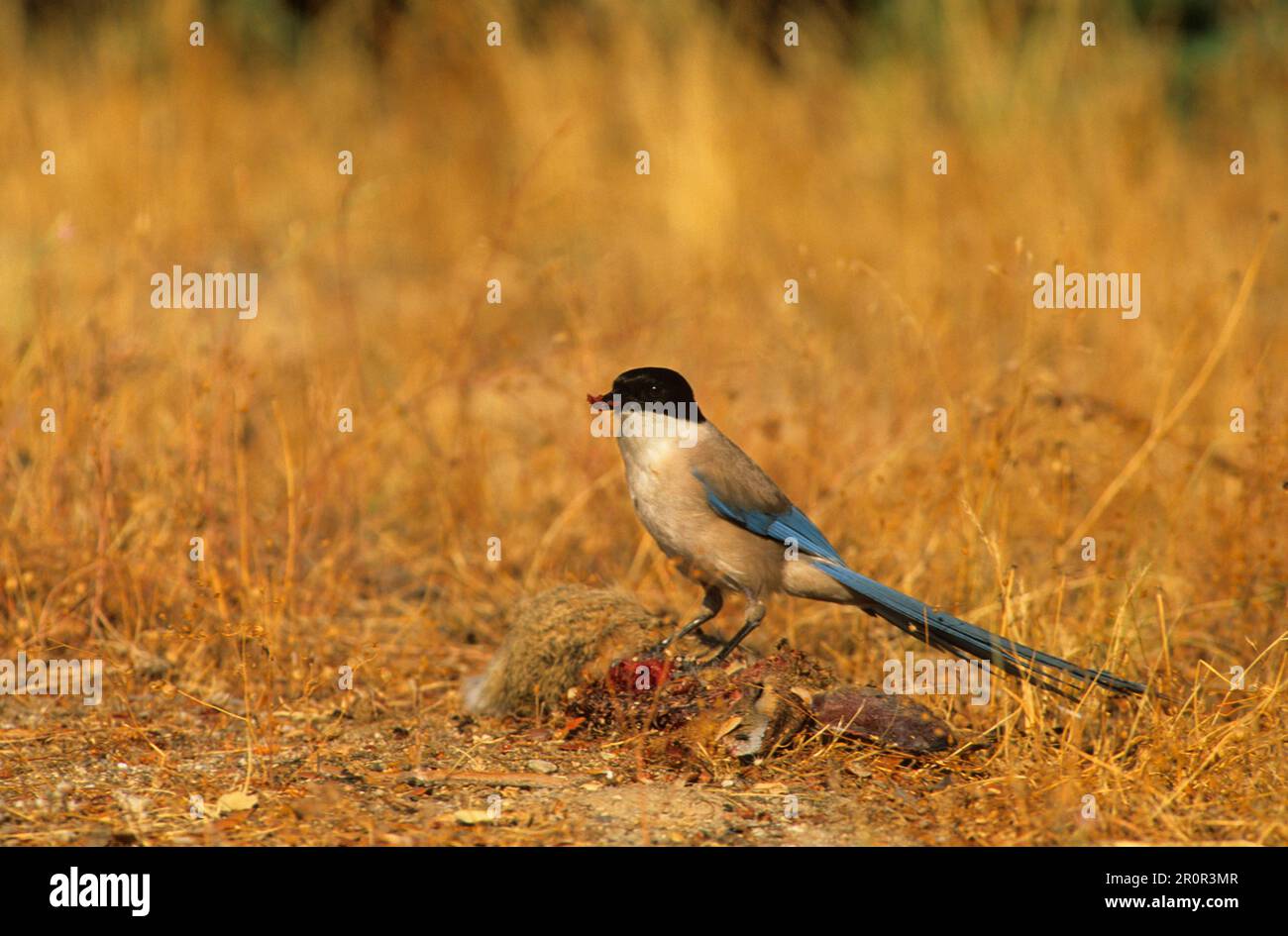 Blue azure-winged magpie (Cyanopica cyana) Adults feeding on hares ...