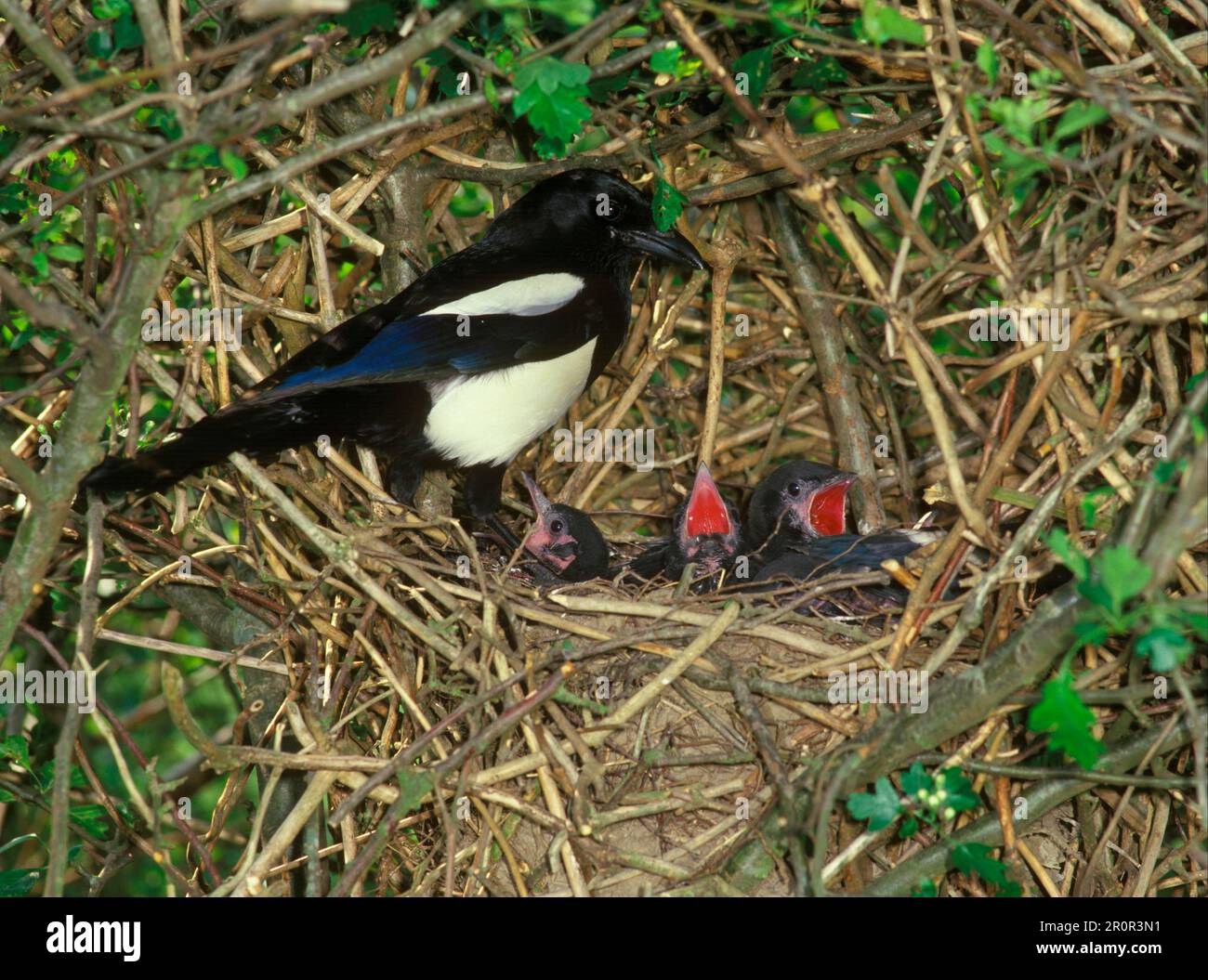 Common european magpie (Pica pica) adult with young, at nest in ...