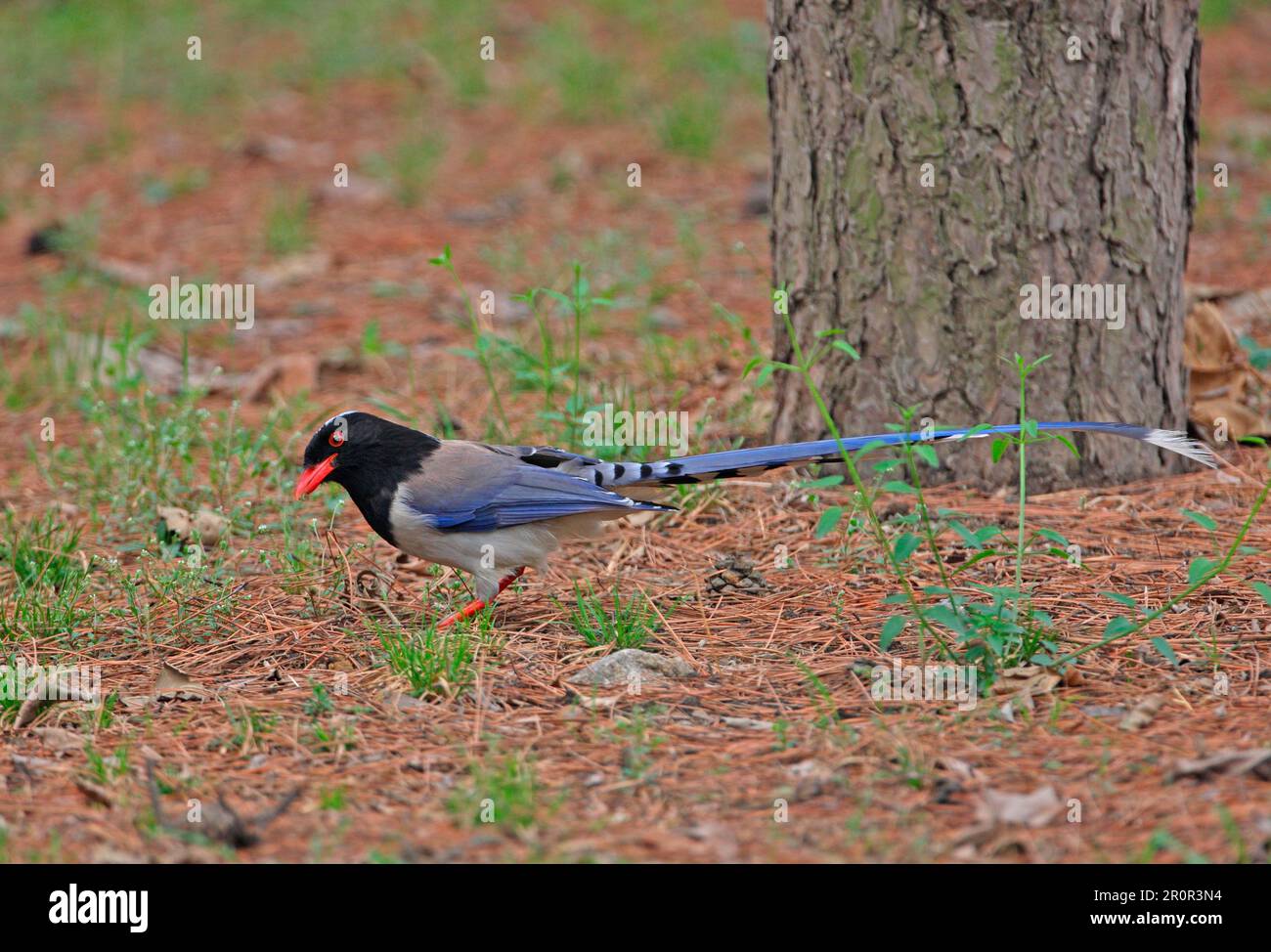 Red-billed Kitta, Red-billed Kittas, Corvids, Songbirds, Animals, Birds ...