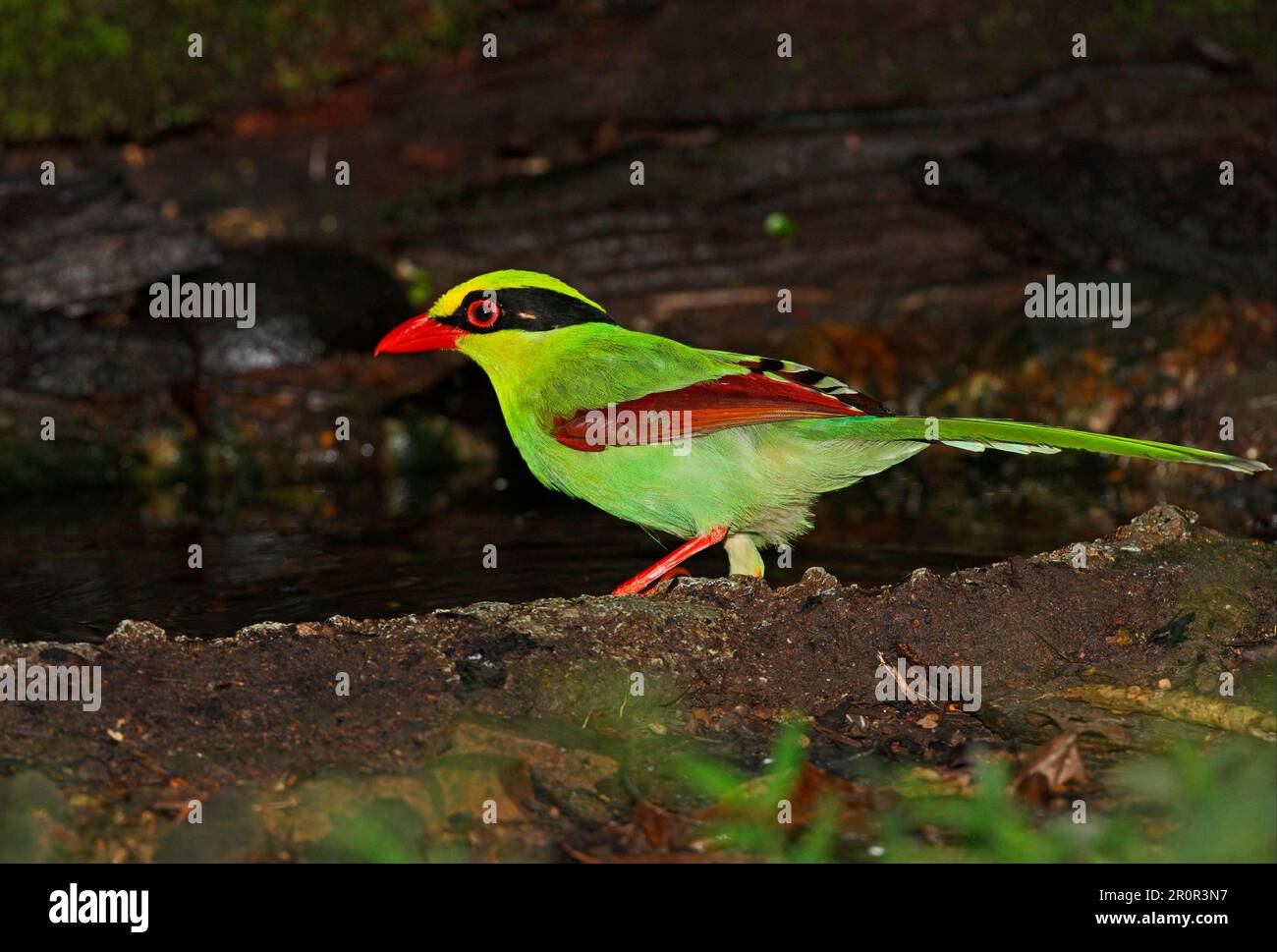 Common Green Magpie (Cissa chinensis chinensis), adult, standing by ...