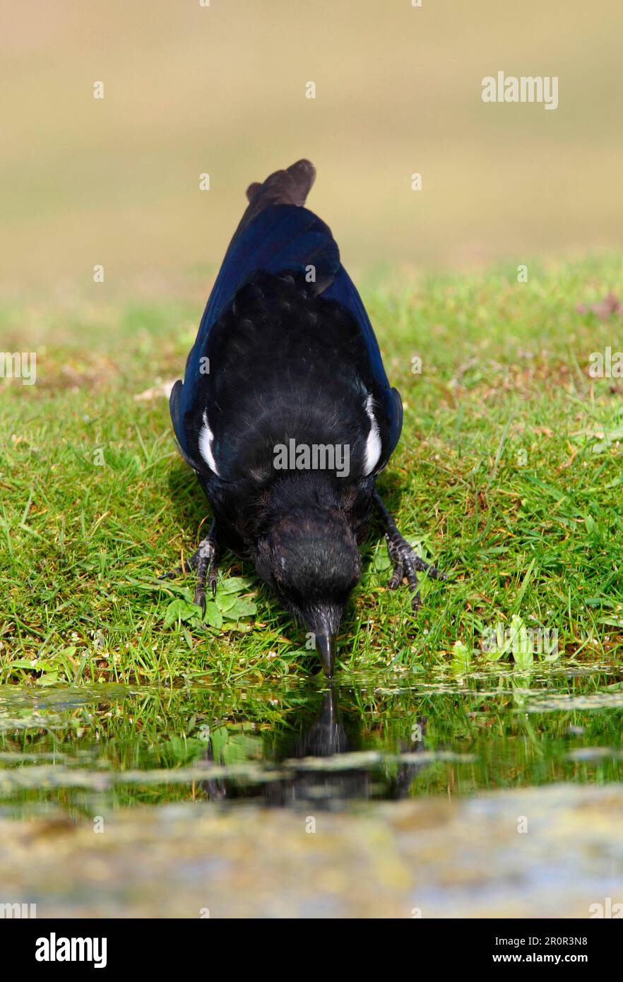 European magpie (Pica pica) immature, drinking at the edge of the pond ...