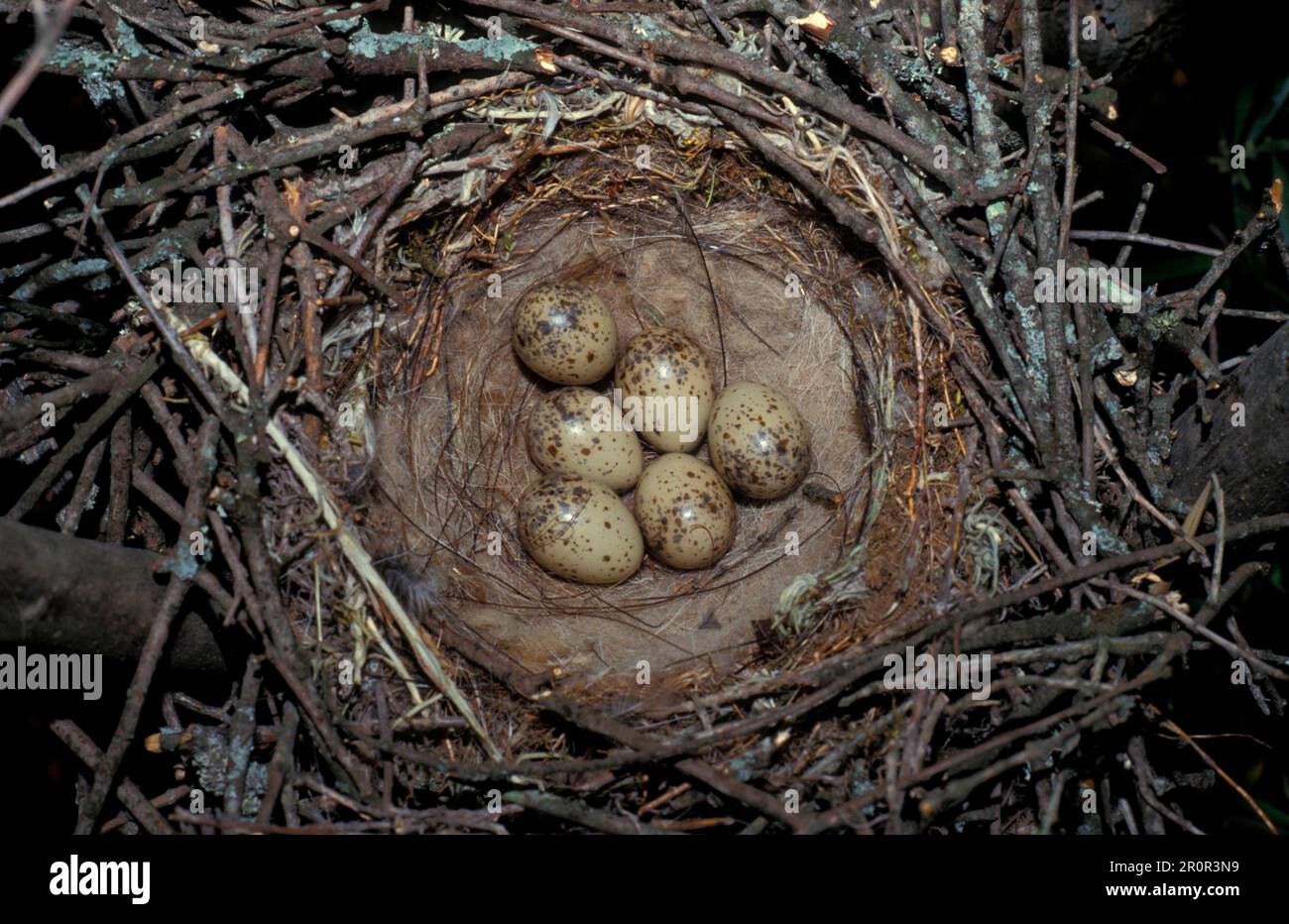 Blue azure-winged magpie (Cyanopica cyana) six eggs in nest Stock Photo ...