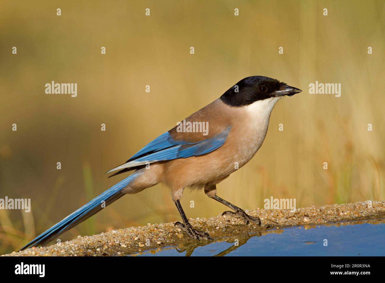 Azure-winged Magpie (Cyanopica cyana) adult, drinking at pool, Northern ...