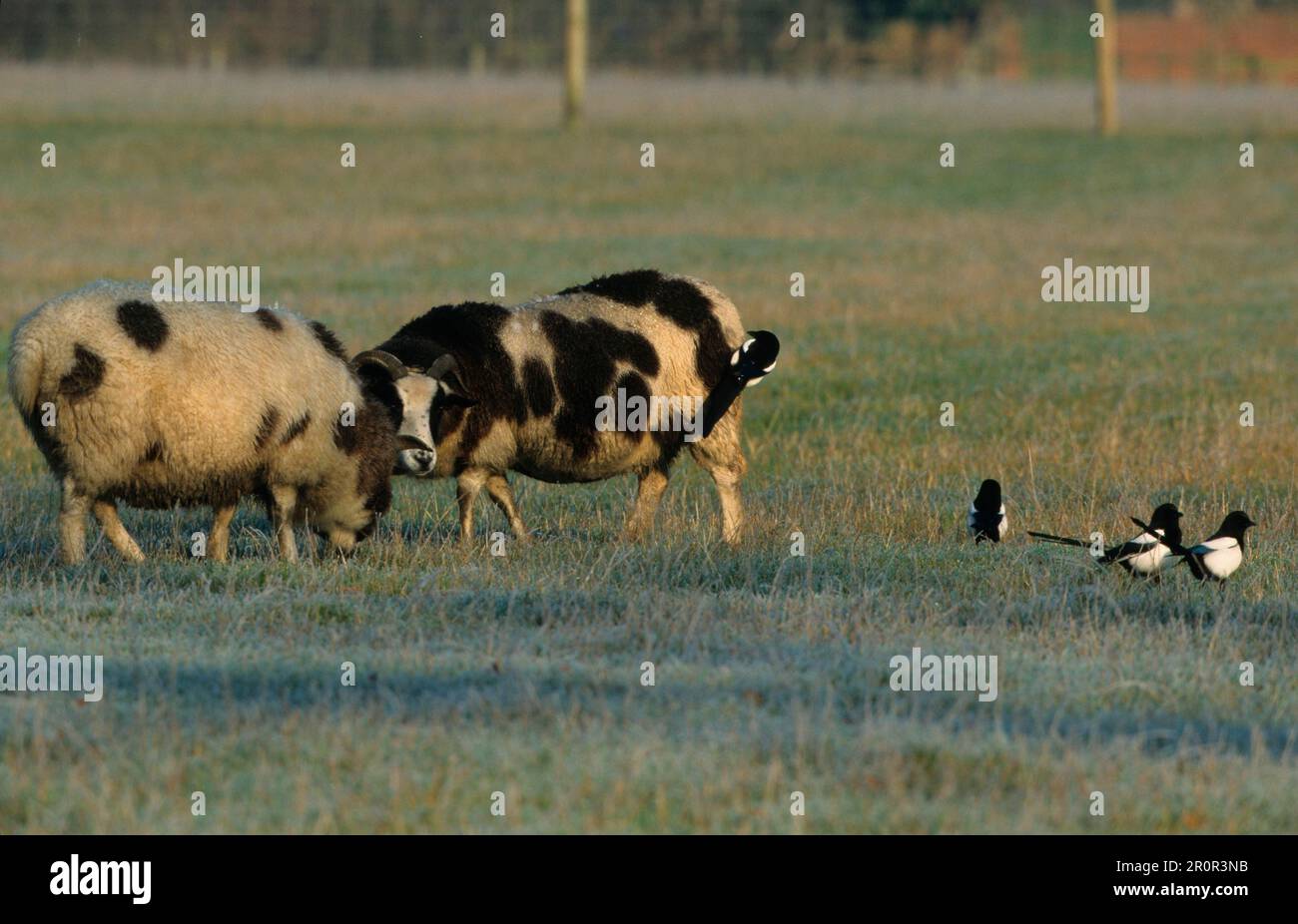 European magpie (Pica pica) Wool pecking at Jacobs sheep Stock Photo ...
