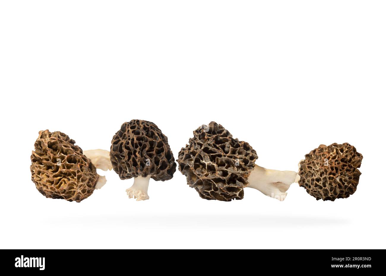 fresh morels isolated on white background, spring Stock Photo - Alamy
