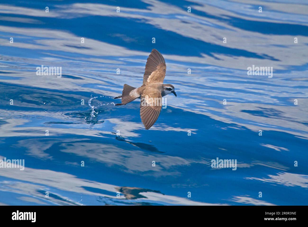 White-faced Storm-petrel (Pelagodroma marina) adult, in flight over sea ...