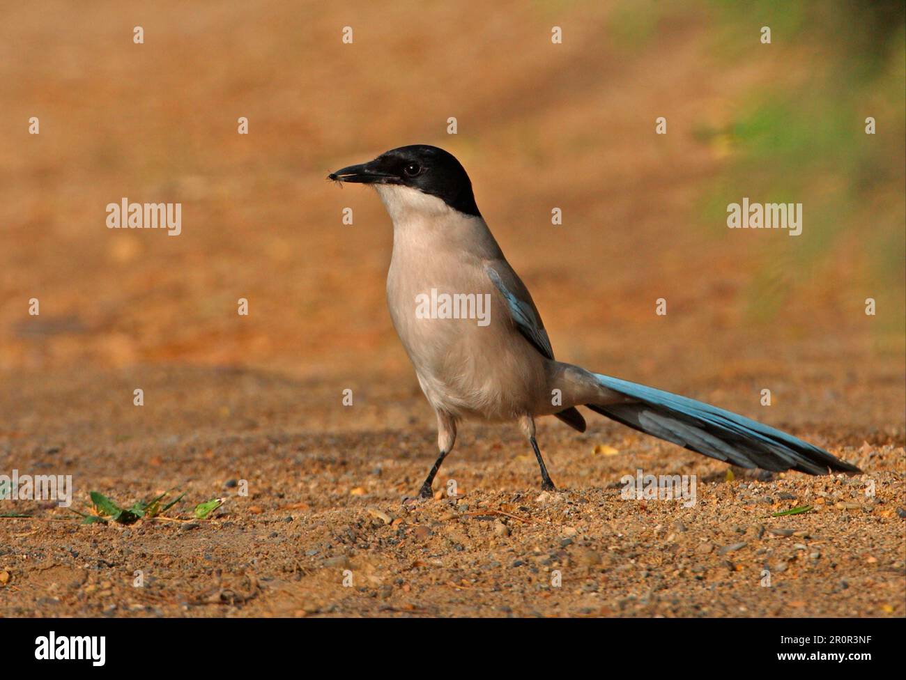 Azure-winged Magpie (Cyanopica cyana) adult, with fly in beak, standing ...
