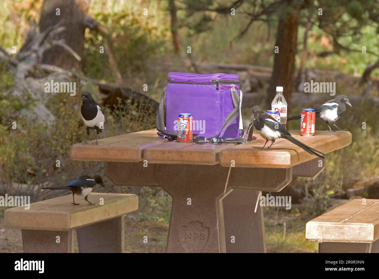 Magpie, european magpies (PICA PICA), Corvids, Songbirds, Animals ...