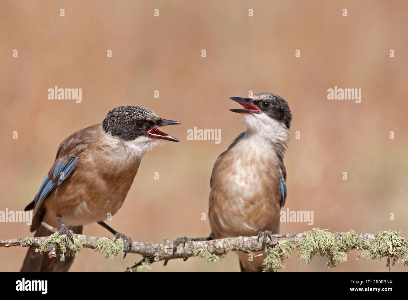 Azure-winged Magpie (Cyanopica cyana) two juveniles, interacting ...
