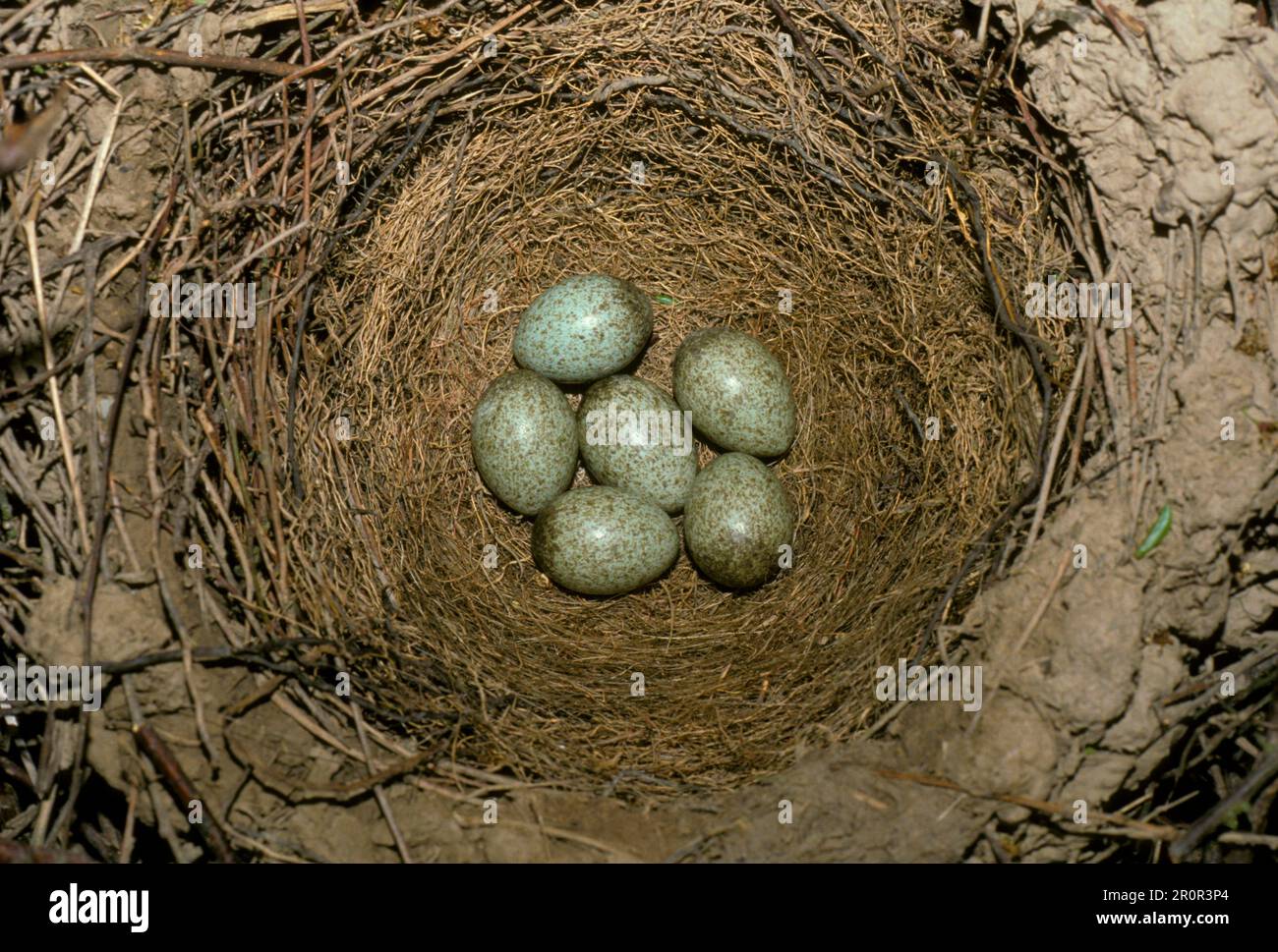 Common Magpie (P. pica) Nest and six eggs (S Stock Photo - Alamy