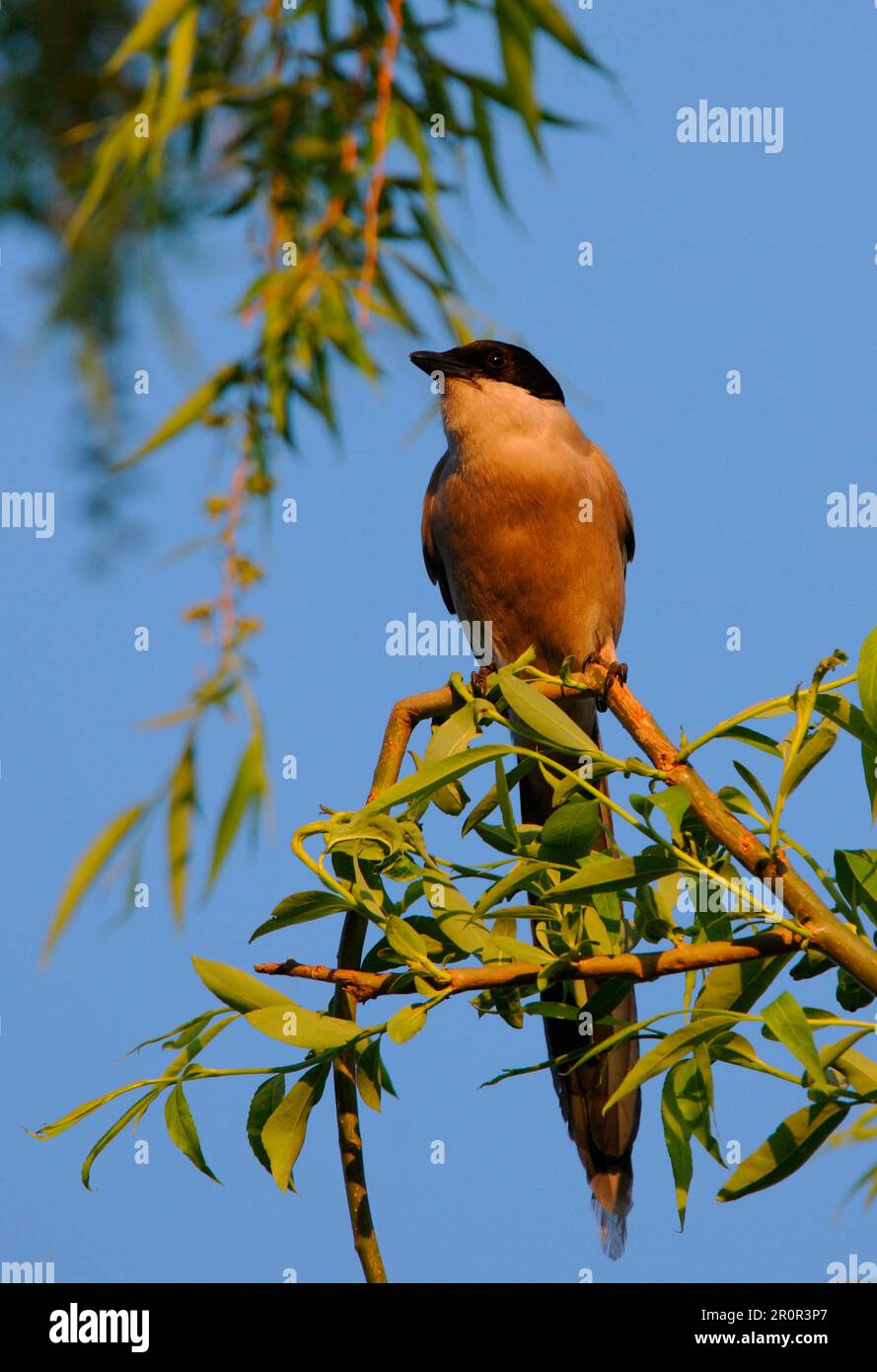 Azure-winged Magpie (Cyanopica cyana) adult, perched in tree, Beijing ...