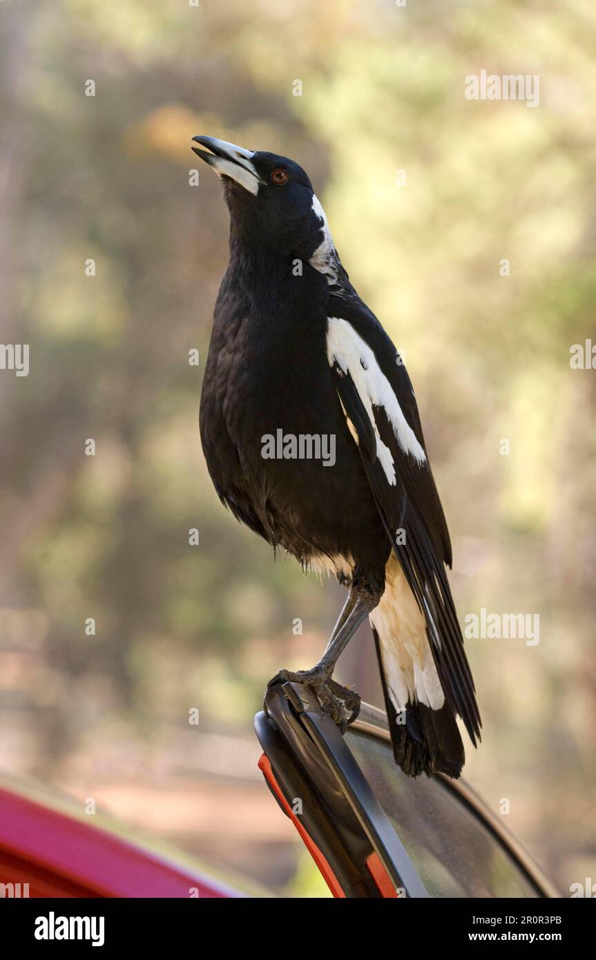 Australian Magpie (Gymnorhina tibicen) (Black backed) Standing on ...