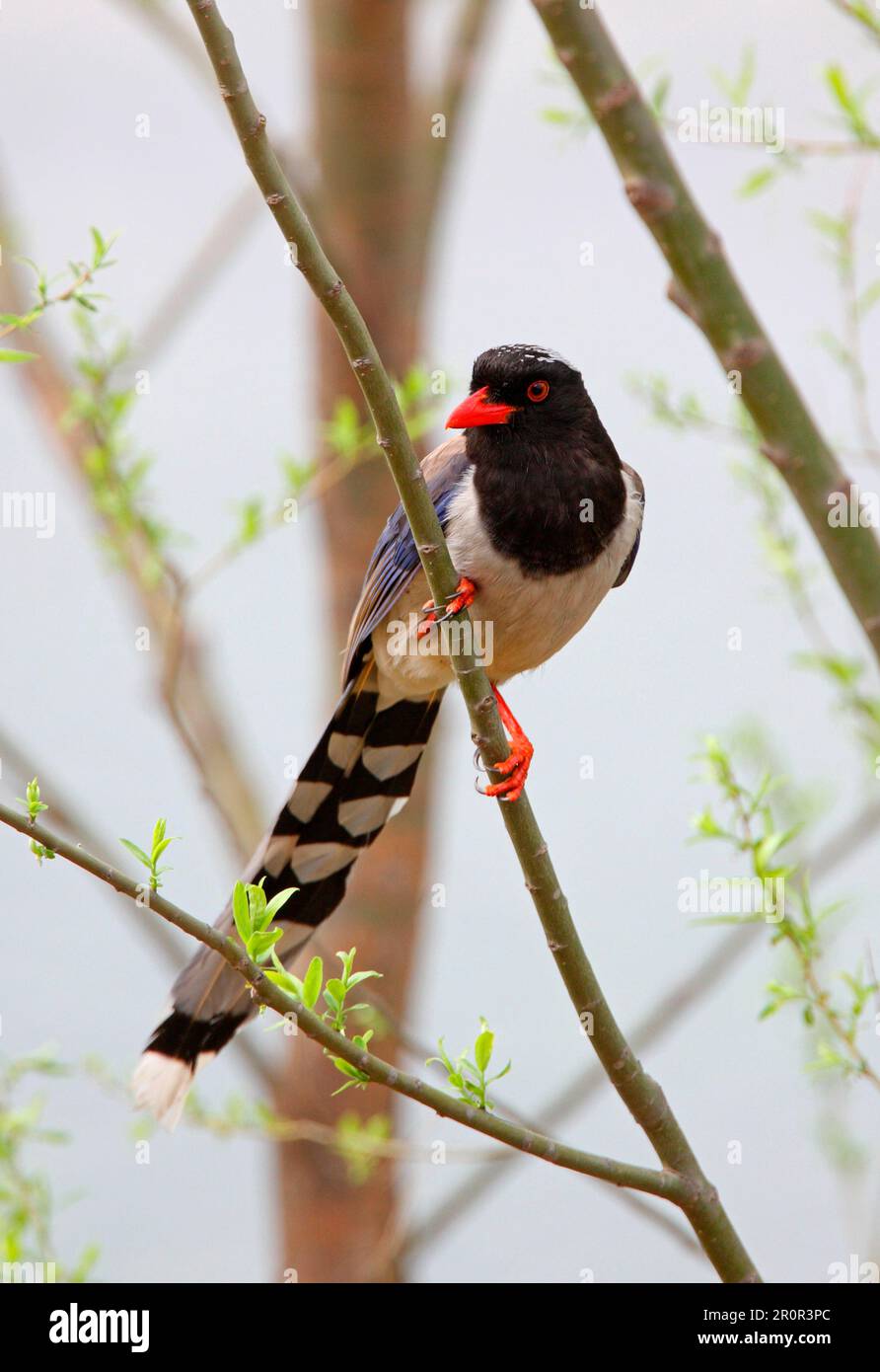 Red-billed Kitta, Red-billed Kittas, Corvids, Songbirds, Animals, Birds ...