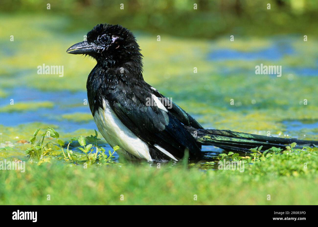 European magpie (Pica pica) immature, bathing in pond, Norfolk, England ...