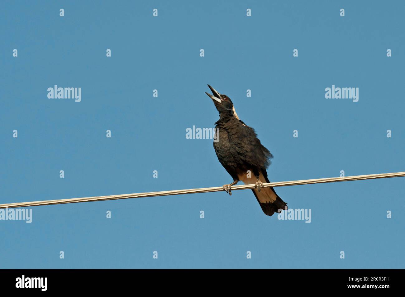 Australian Magpie (Gymnorhina tibicen) (Black backed) Standing on ...