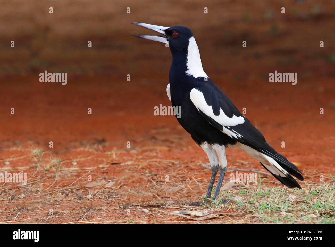 Australian magpie singing hi-res stock photography and images - Alamy