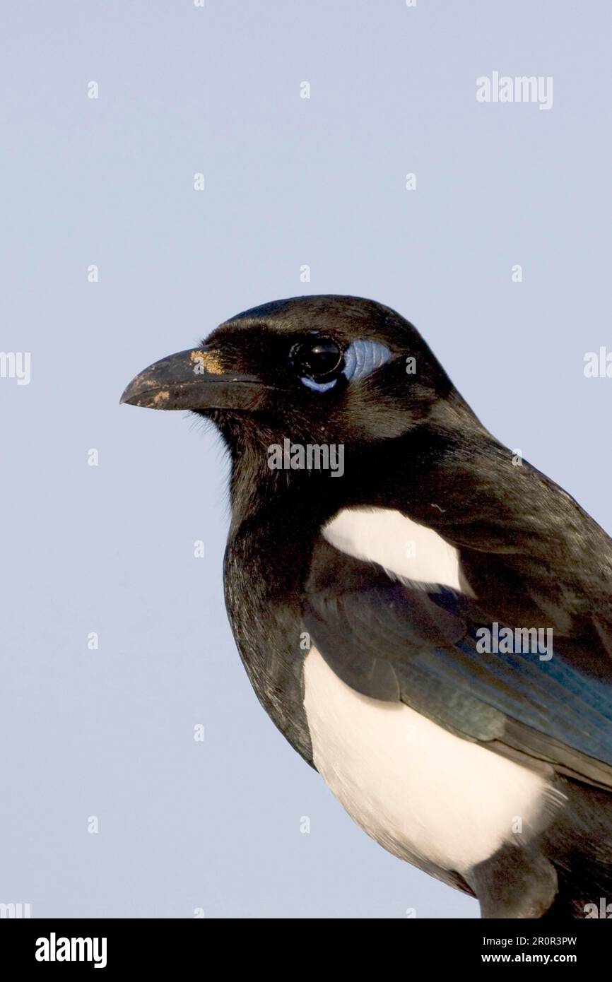 Common Magpie (Pica pica mauritanica) North African subspecies, adult ...