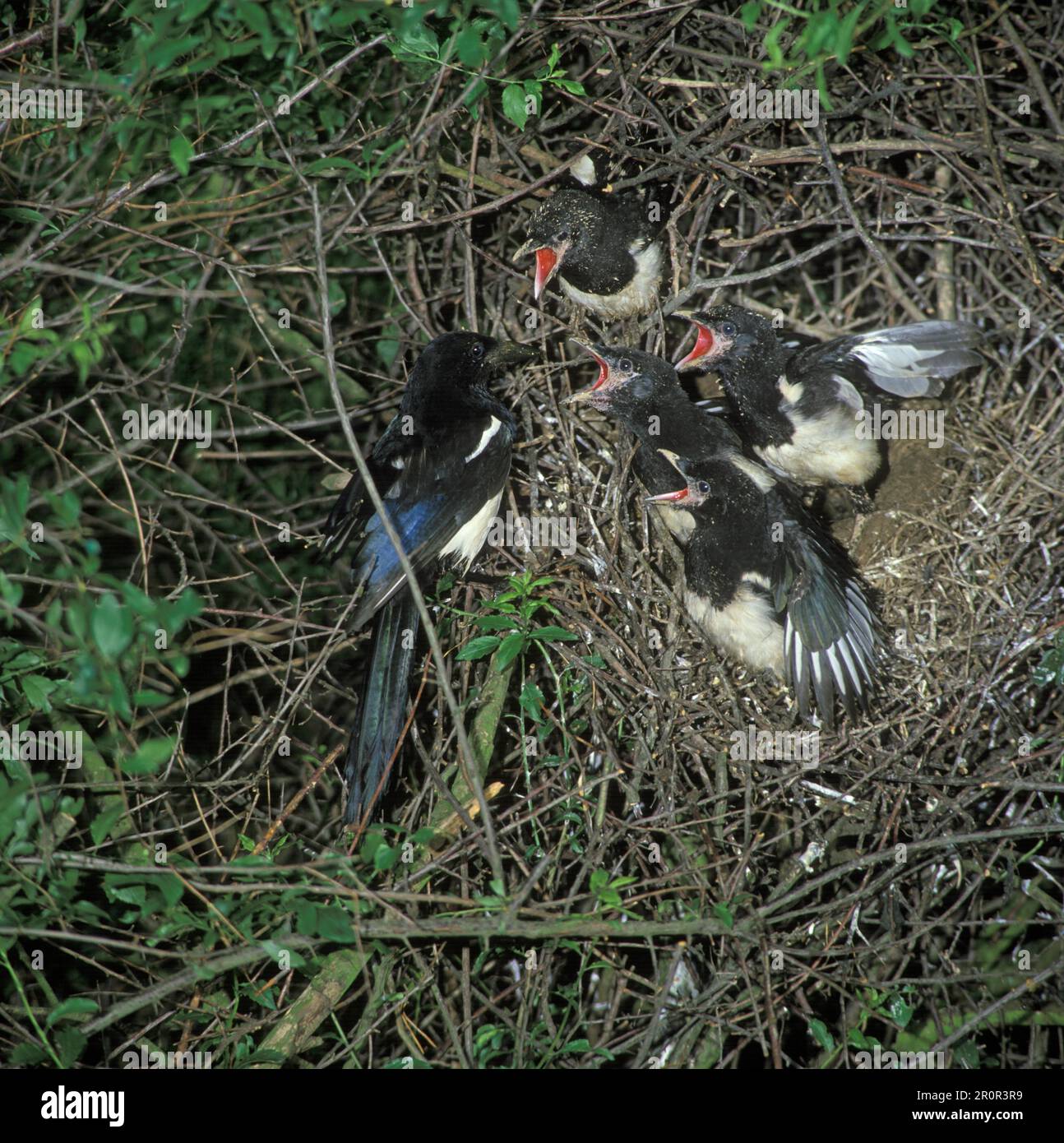 Common Magpie (Pica pica) adult, at nest with four chicks begging ...
