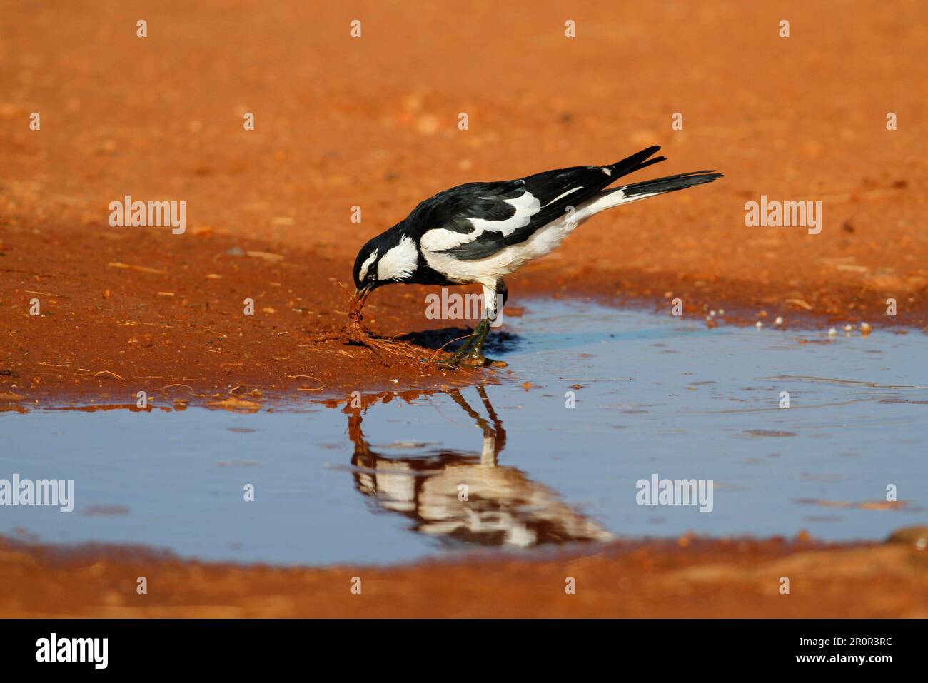Australian magpie-lark (Grallina cyanoleuca), adult male, collecting ...