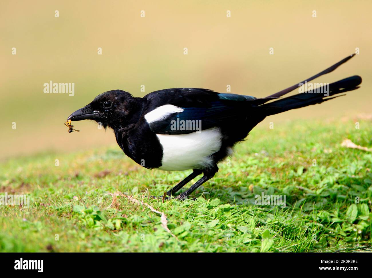 Magpie, european magpies (Pica pica), corvids, songbirds, animals ...