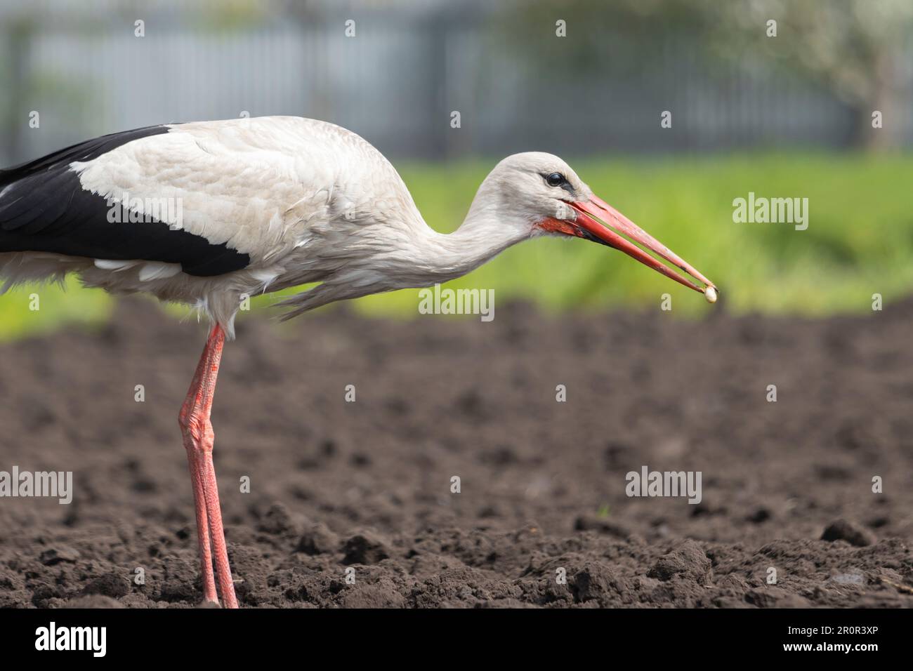 The stork holds in its beak the larva of the cockchafer, spring Stock ...