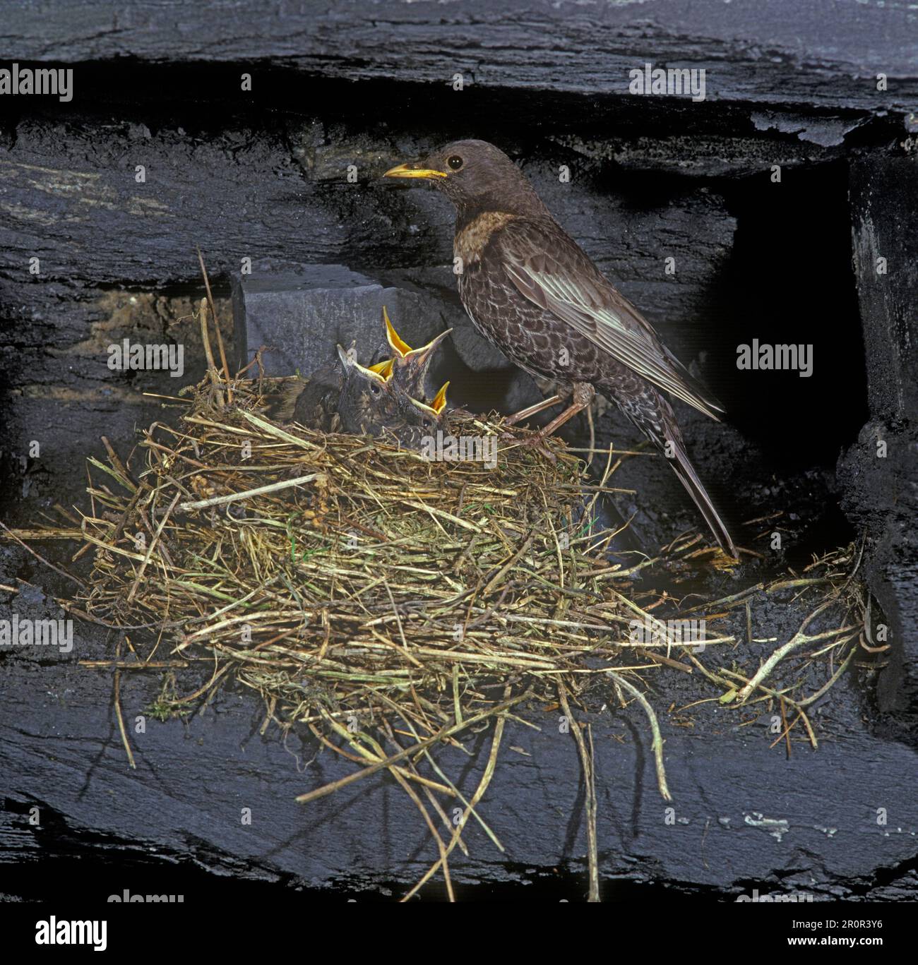 Female ring ouzel nest hi-res stock photography and images - Alamy