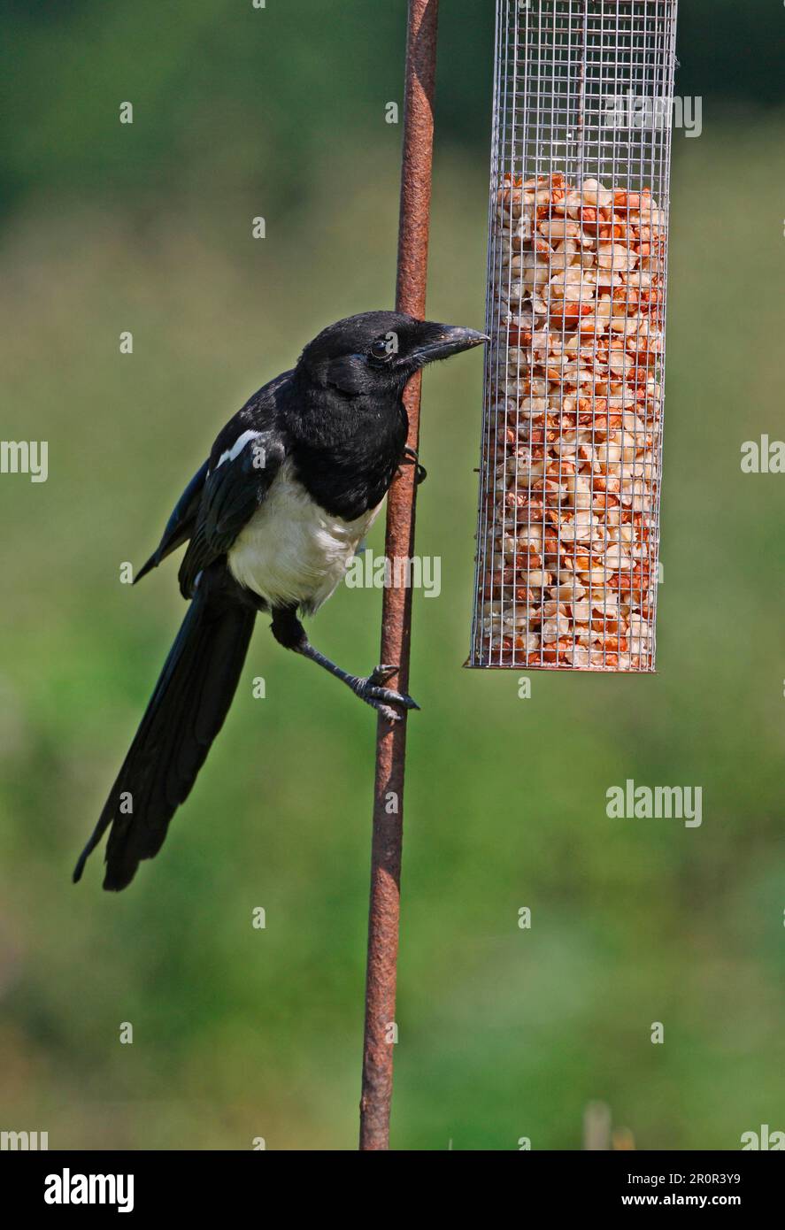 European magpie (Pica pica) juvenile, feeding at peanut feeder, Norfolk ...