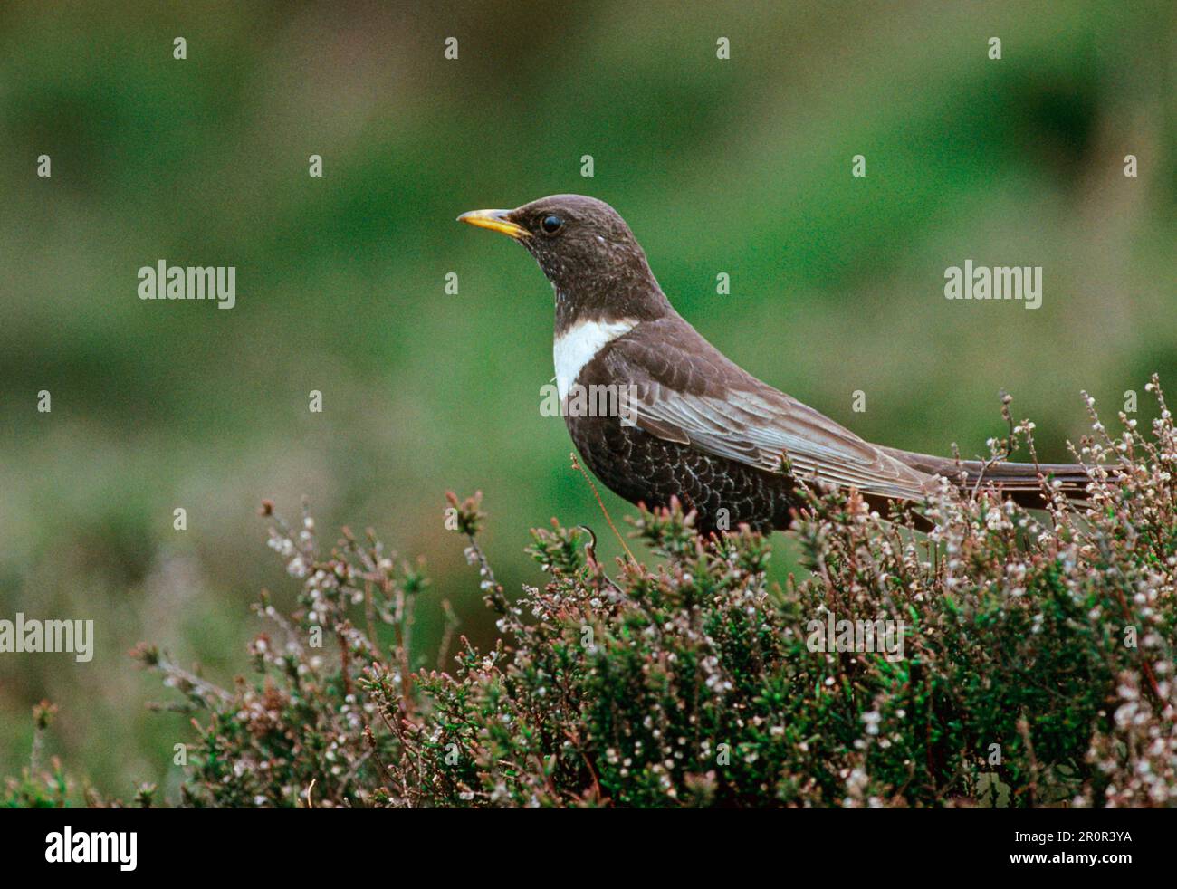 Ring ouzels (Turdus torquatus), Songbirds, Animals, Birds, Ring Ouzel ...