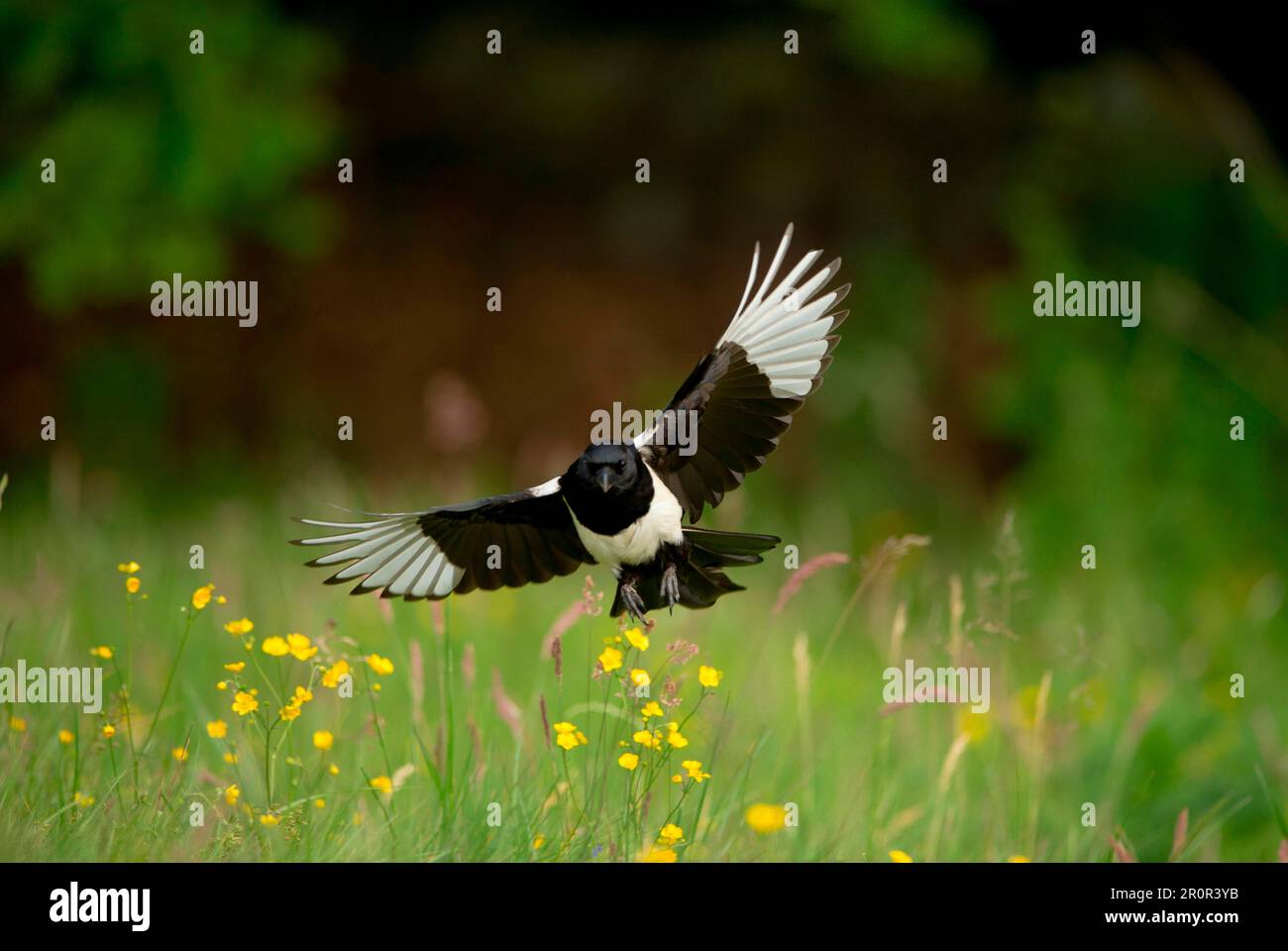 Common Magpie (Pica pica) adult, in flight over meadow, Derbyshire ...