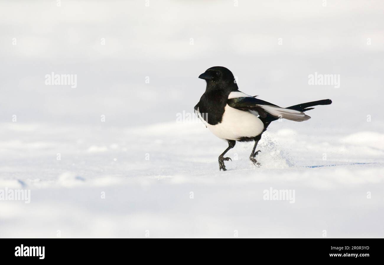 Adult european magpie (Pica pica), hopping over snow-covered ground ...