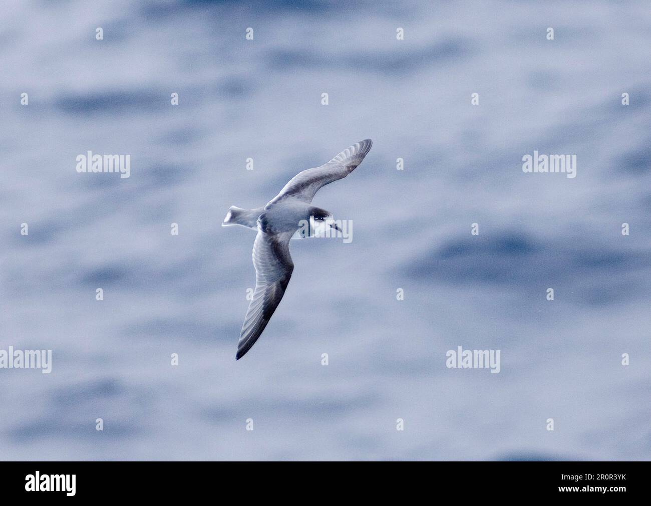 Blue petrel (Halobaena caerulea), Blue petrels, tube-nosed, animals ...