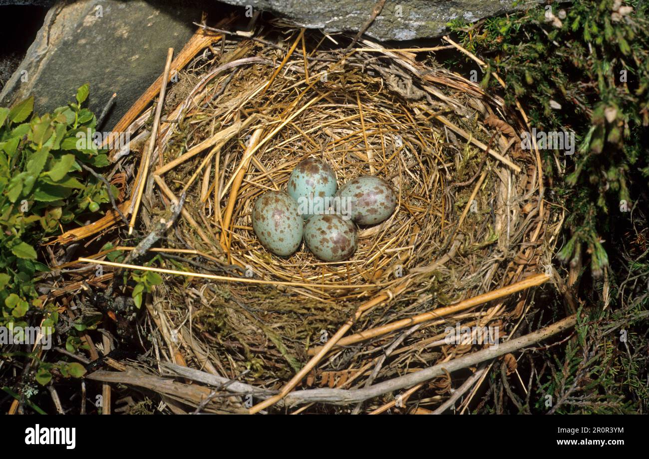 Ring ouzels (Turdus torquatus), Songbirds, Animals, Birds, Ring Ouzel ...