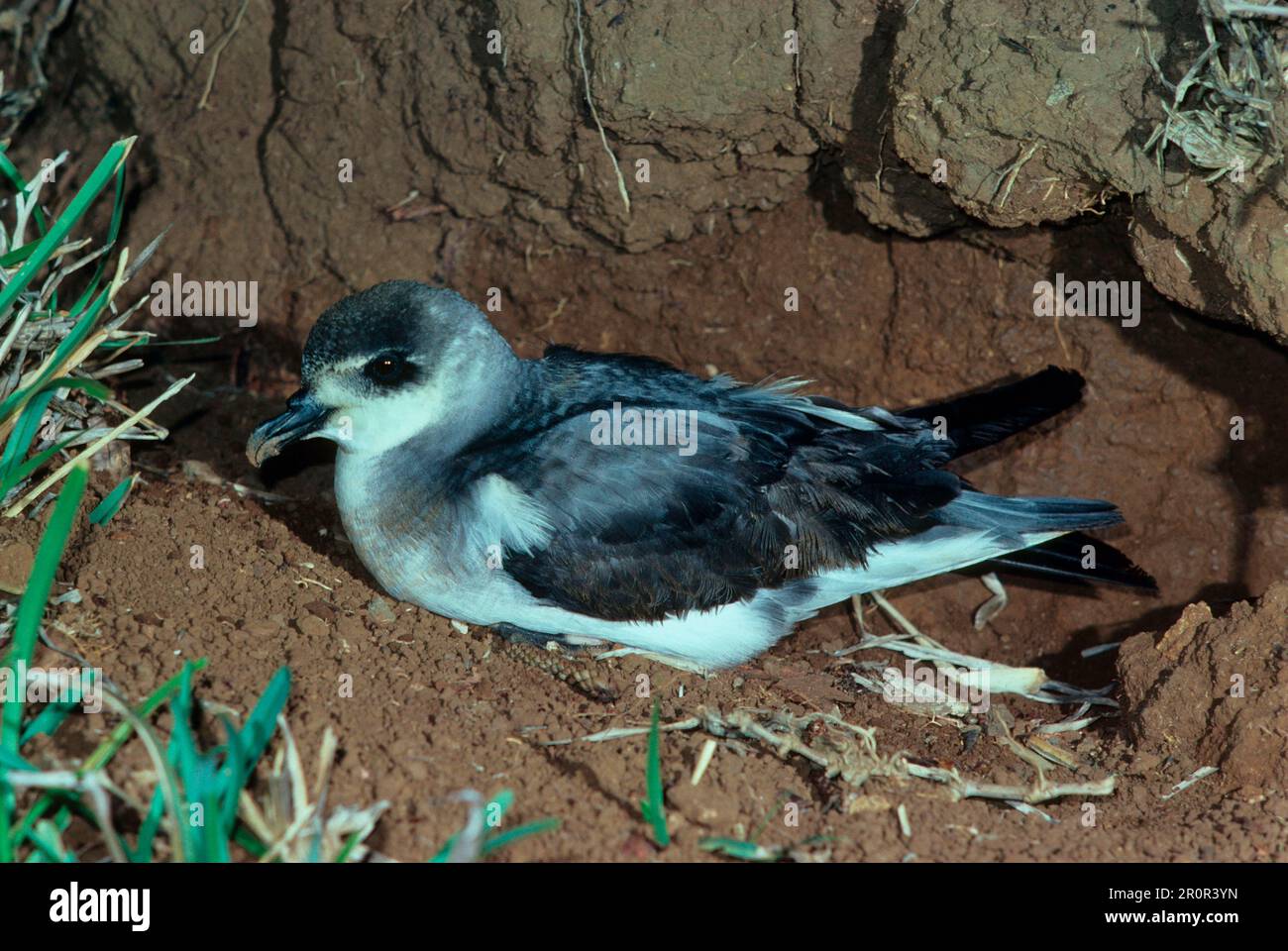 Black-winged Petrel, Black-winged Petrels, Tube-nosed, Animals, Birds ...