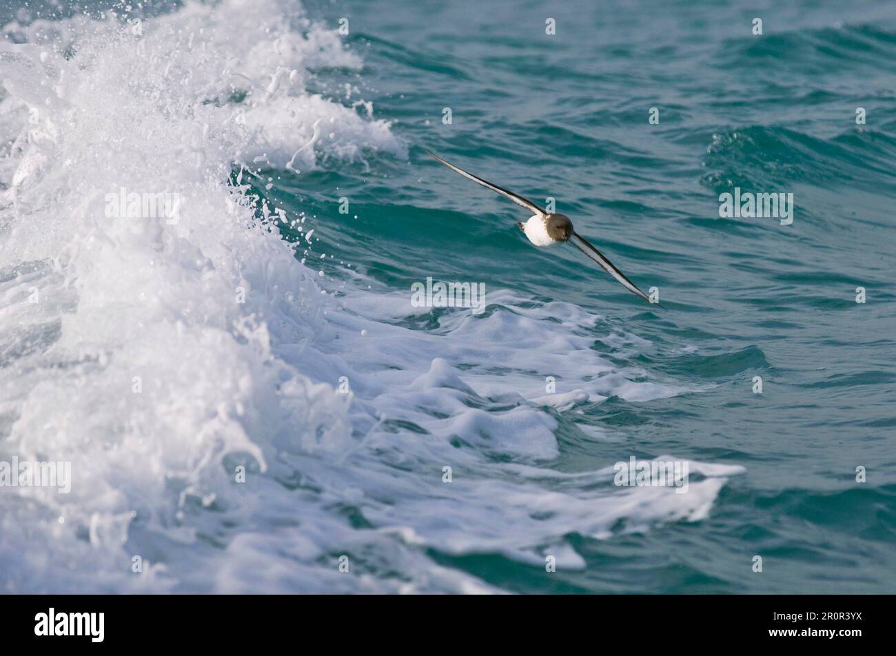 Daption capensis, Cape petrel, cape petrels (Daption capense), tube ...