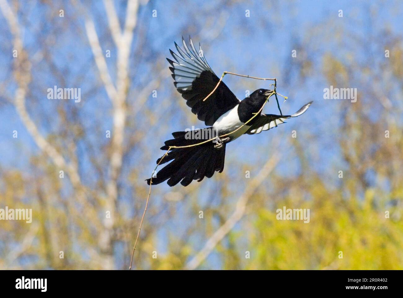 Magpie in flight with nesting material hi-res stock photography and ...
