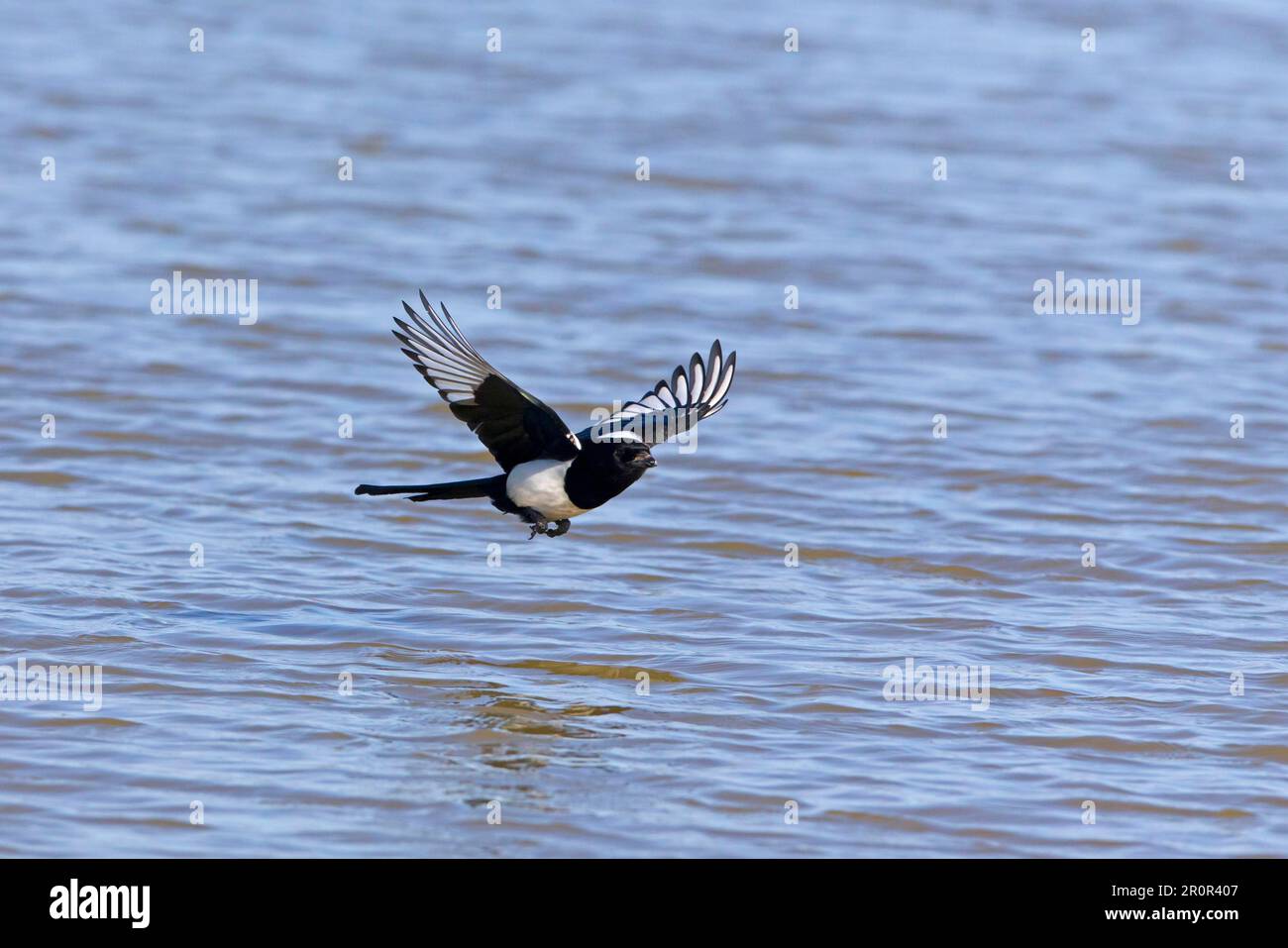 European magpie cutout hi-res stock photography and images - Alamy