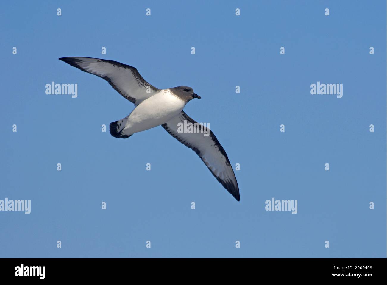 Daption capensis, Cape petrel, cape petrels (Daption capense), tube ...