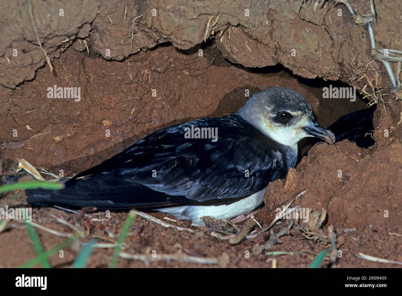 Black-winged Petrel, Black-winged Petrels, Black-winged Petrels, Tube ...