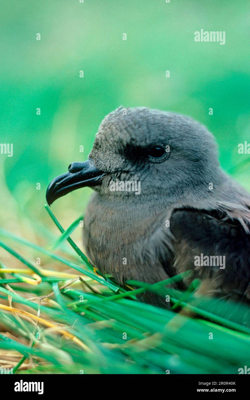 Leach's storm petrel (Oceanodroma leucorhoa), tube-nosed, animals ...
