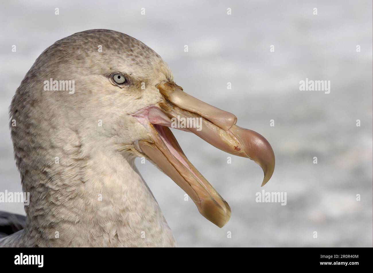 Southern giant petrel, Southern Giant Petrels (Macronectes giganteus ...