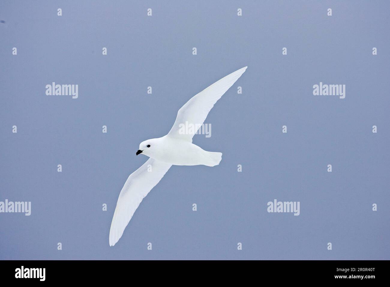 Snow petrel (Pagodroma nivea), Snow Petrels, Tube-nosed, Animals, Birds ...