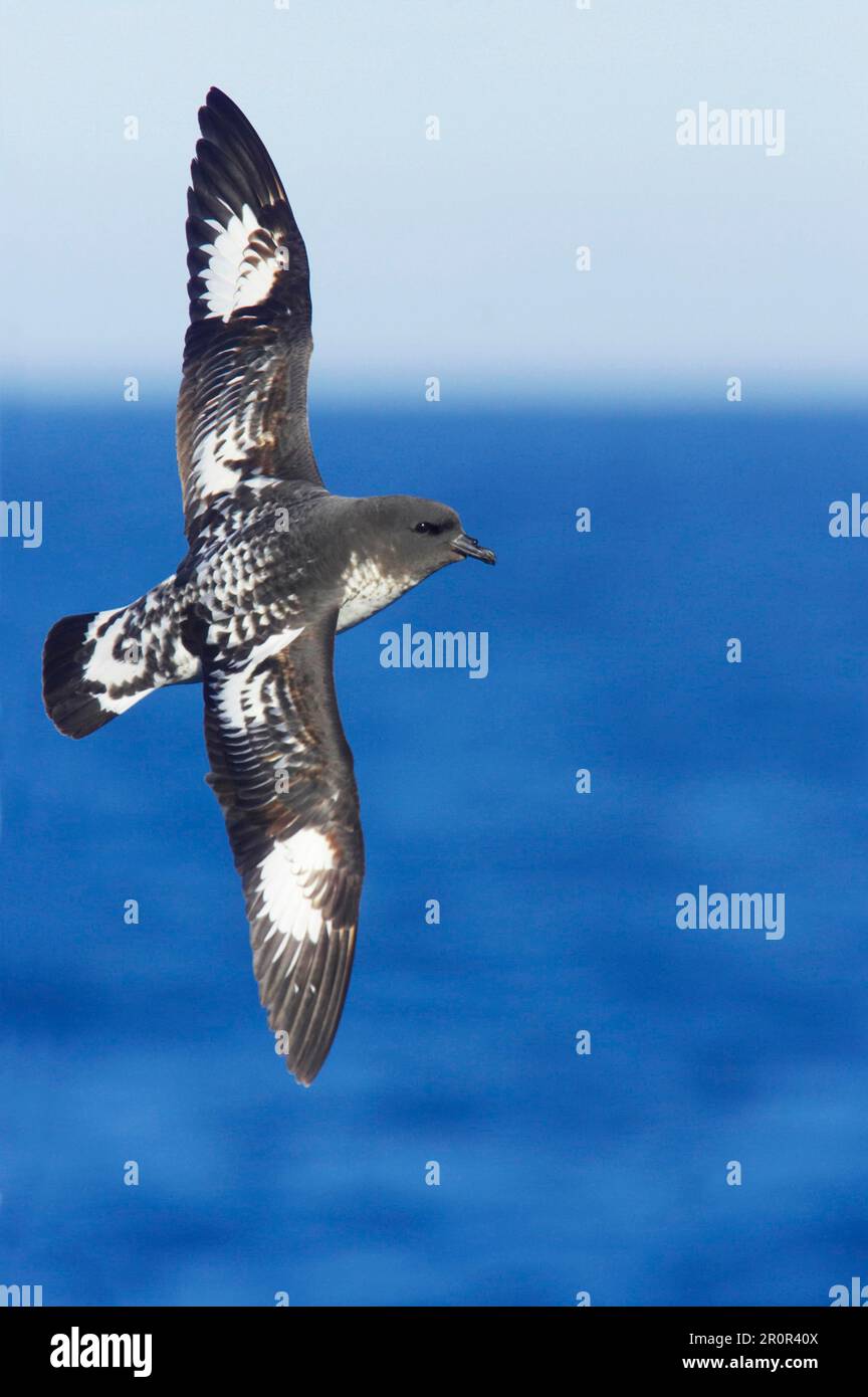Daption capensis, Cape petrel, cape petrels (Daption capense), tube ...