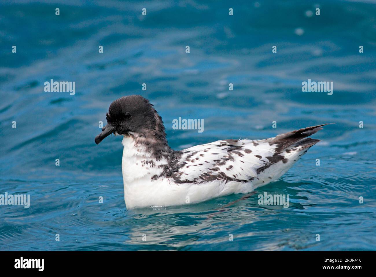 Daption capensis, Cape petrel, cape petrels (Daption capense), tube ...