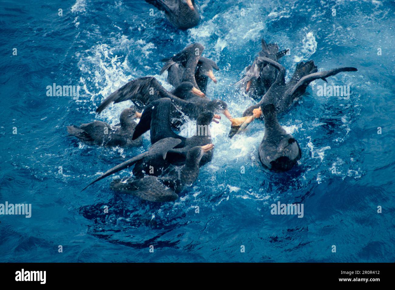 Southern giant petrel, Southern Giant Petrels (Macronectes giganteus ...