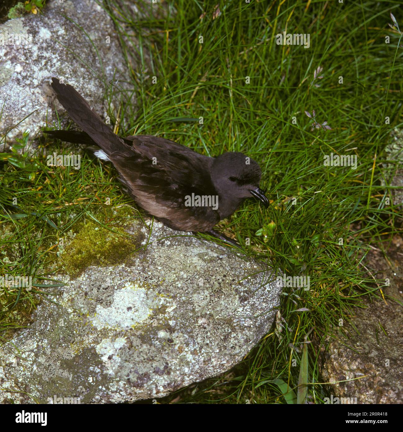 Leach's storm petrel (Oceanodroma leucorhoa), tube nose, animals, birds ...