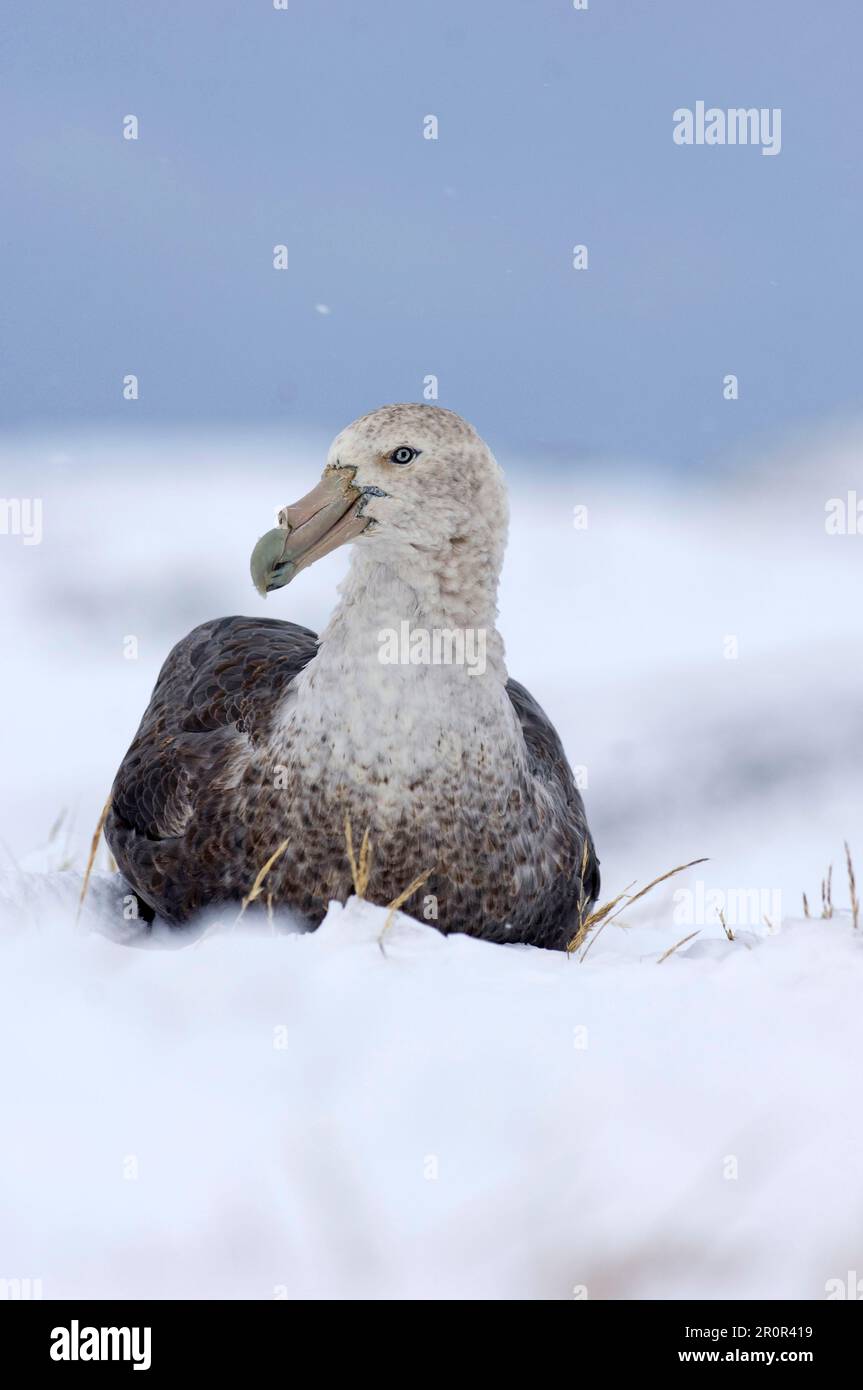 Southern giant petrel, Shetland, Southern Giant Petrels (Macronectes ...